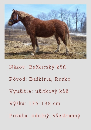 Baškirský kôň :: Equitheca