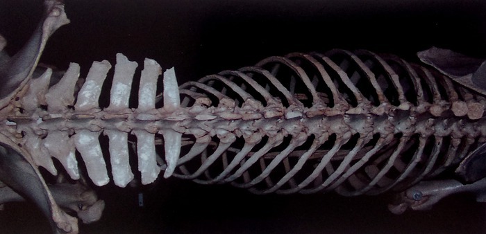 Chrbtica :: Equitheca